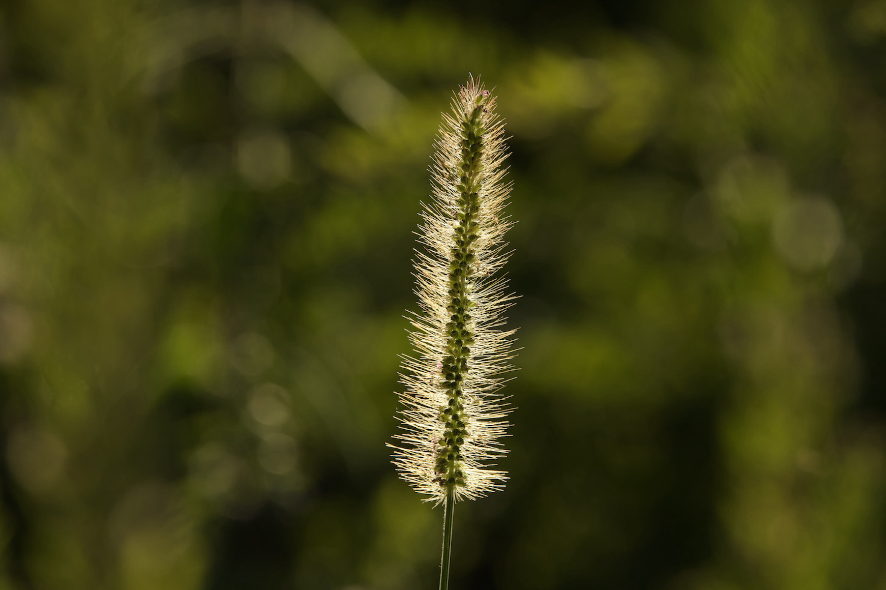 Colonial Nature Photography Club | The Colonial Nature Photography Club ...
