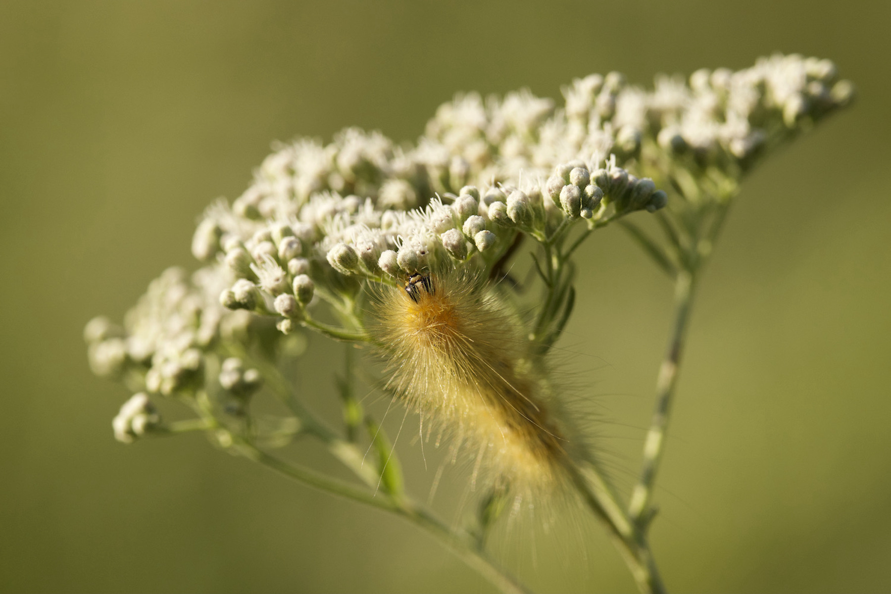 Colonial Nature Photography Club | The Colonial Nature Photography Club ...