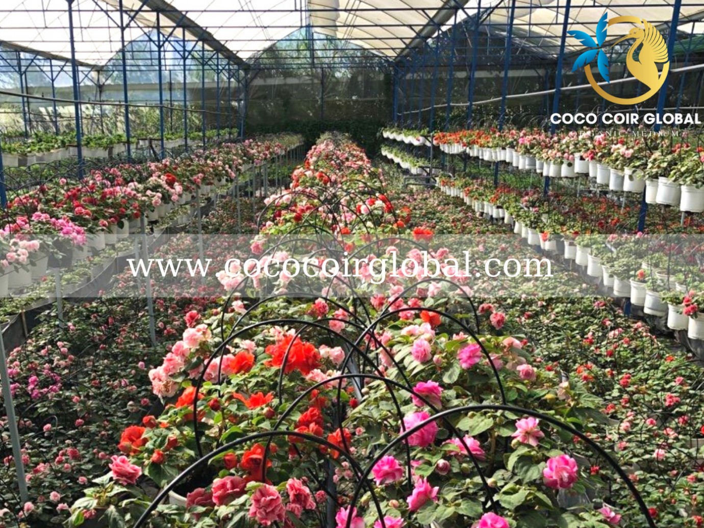 The Influence of Coco Coir and Its Benefits to Plant Growth