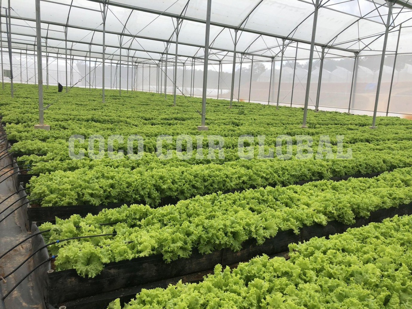 The Influence of Coco Coir and Its Benefits to Plant Growth
