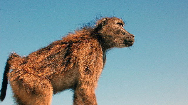 Desarrollan una vacuna oral que ataca el "VIH" en los monos | Código ...