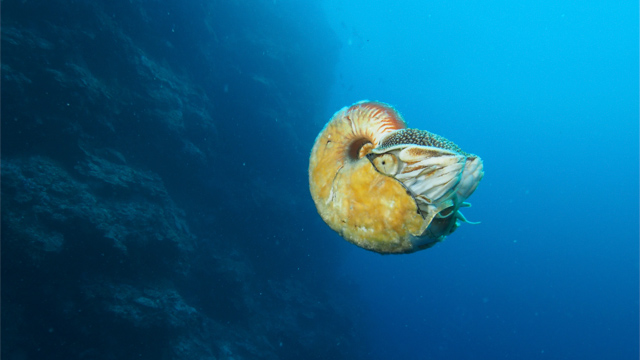 Encuentran después de 30 años uno de los animales marinos más raros del ...