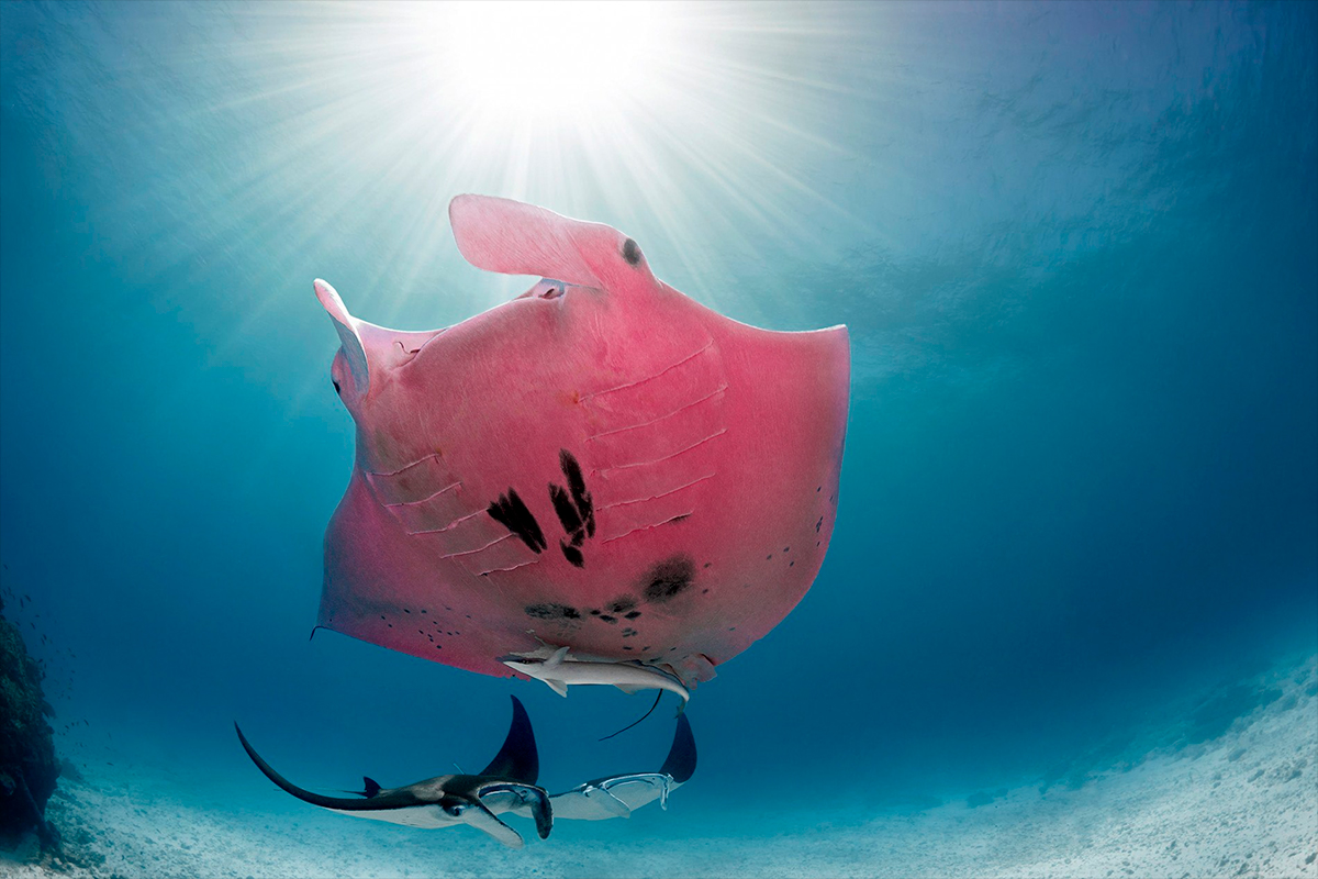 Así es la única Mantarraya Rosa conocida por la humanidad | Código ...