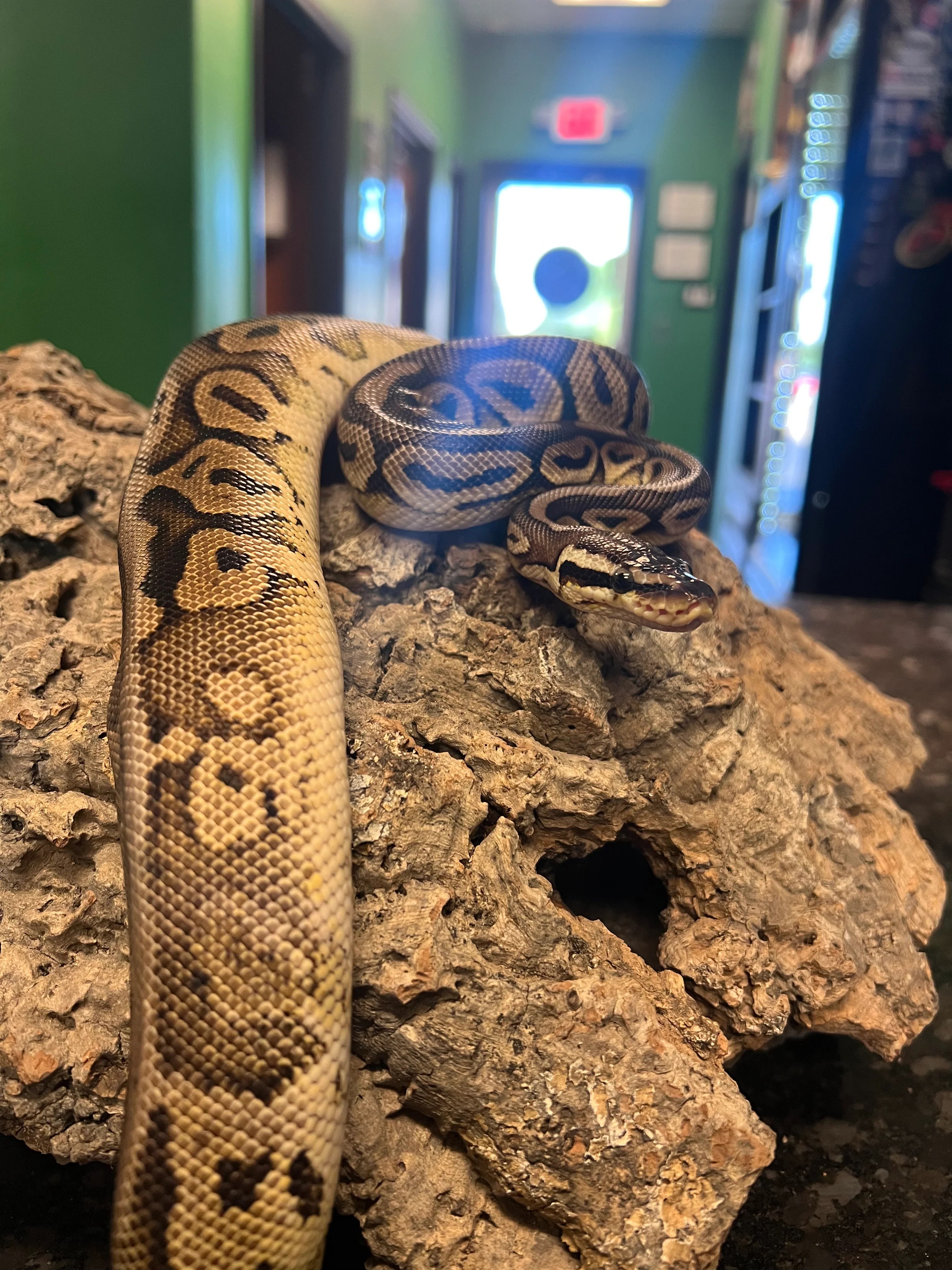 Pewter Het Pied Ball Python Female Python Regius Cold Blooded