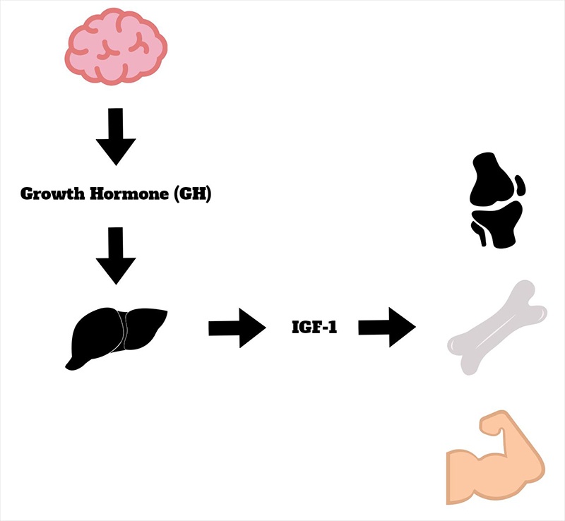 IGF-1 - The Complex Double-Edged Sword of Health