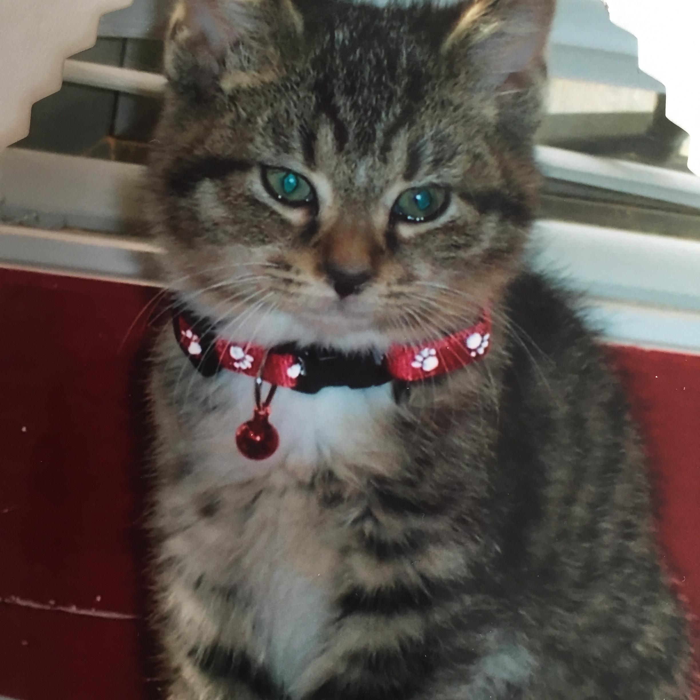 See Others as God Does: A Lesson from My Cat – colleen arnold