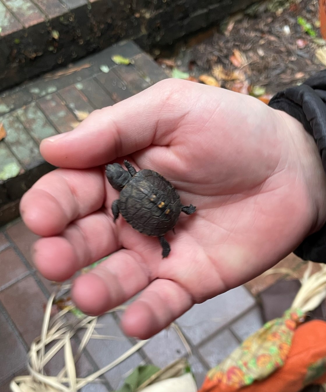 That Time We Accidentally Got a New Pet | Coll Writes