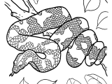 Indian Python Coloring Page
