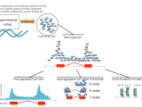 1 4 High Throughput Experimental Methods In Genomics Computational