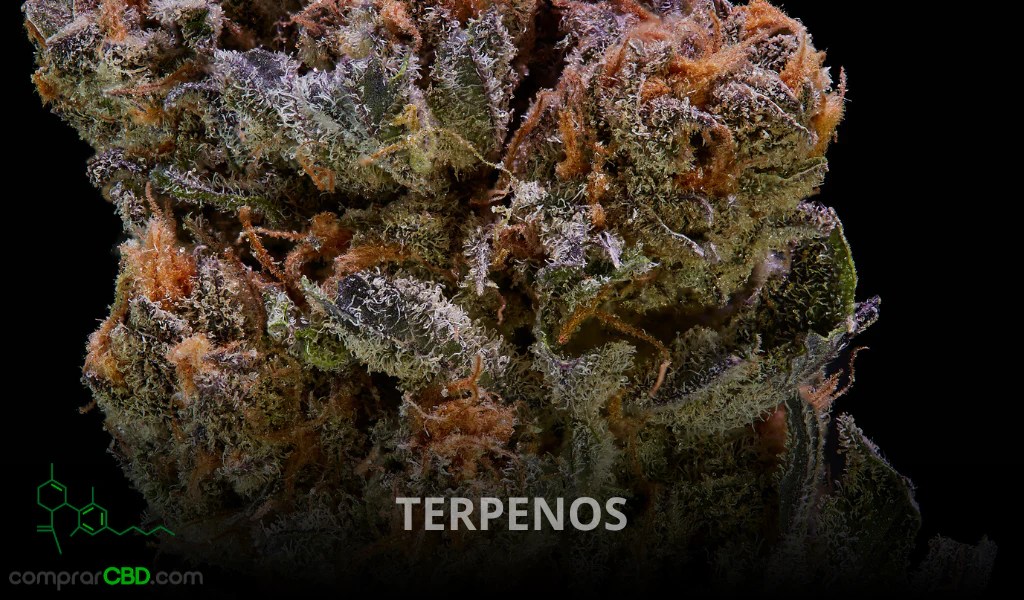 Terpenos Qué Son Y Por Qué Son Importantes Comprarcbd