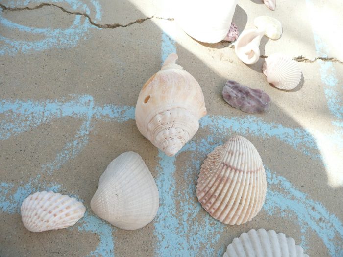 classifying shells...OCEAN fun - A Mom With A Lesson Plan