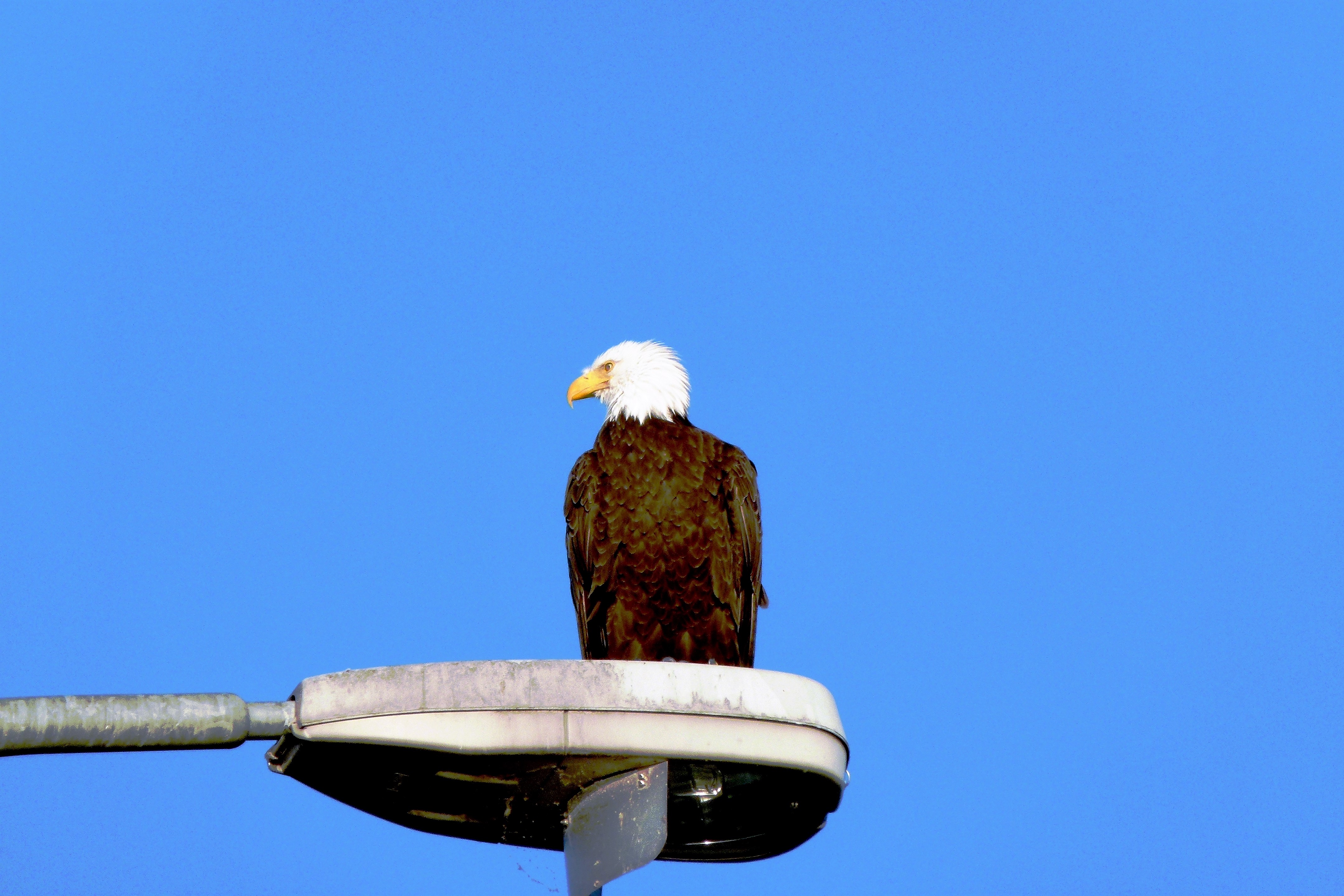Saving America’s Icon – Conservation Catalyst