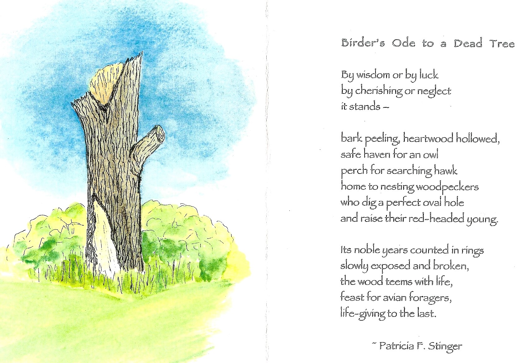 Birder’s Ode to a Dead Tree – Conservation Catalyst