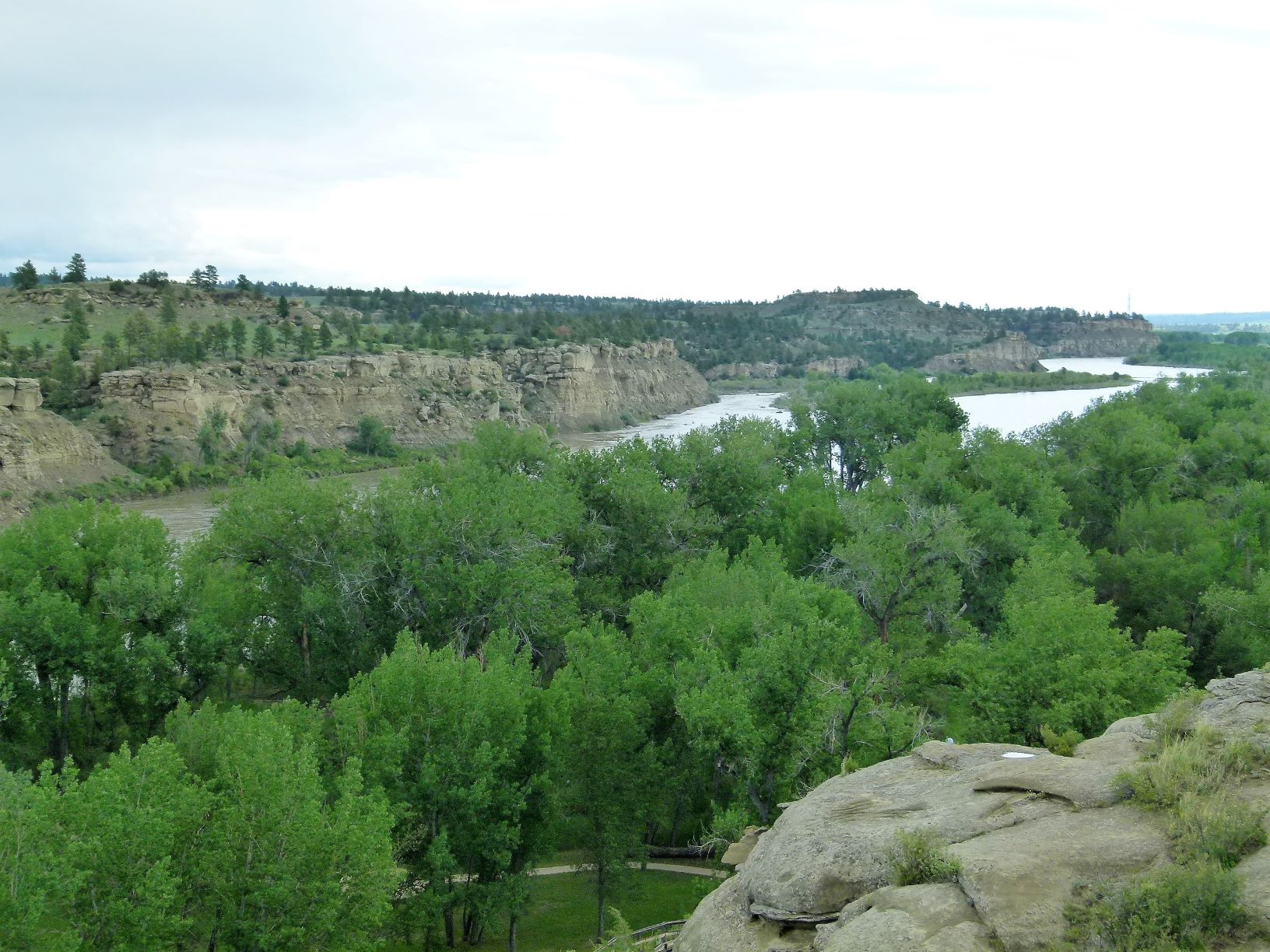 Confederate Bird No More! – Conservation Catalyst