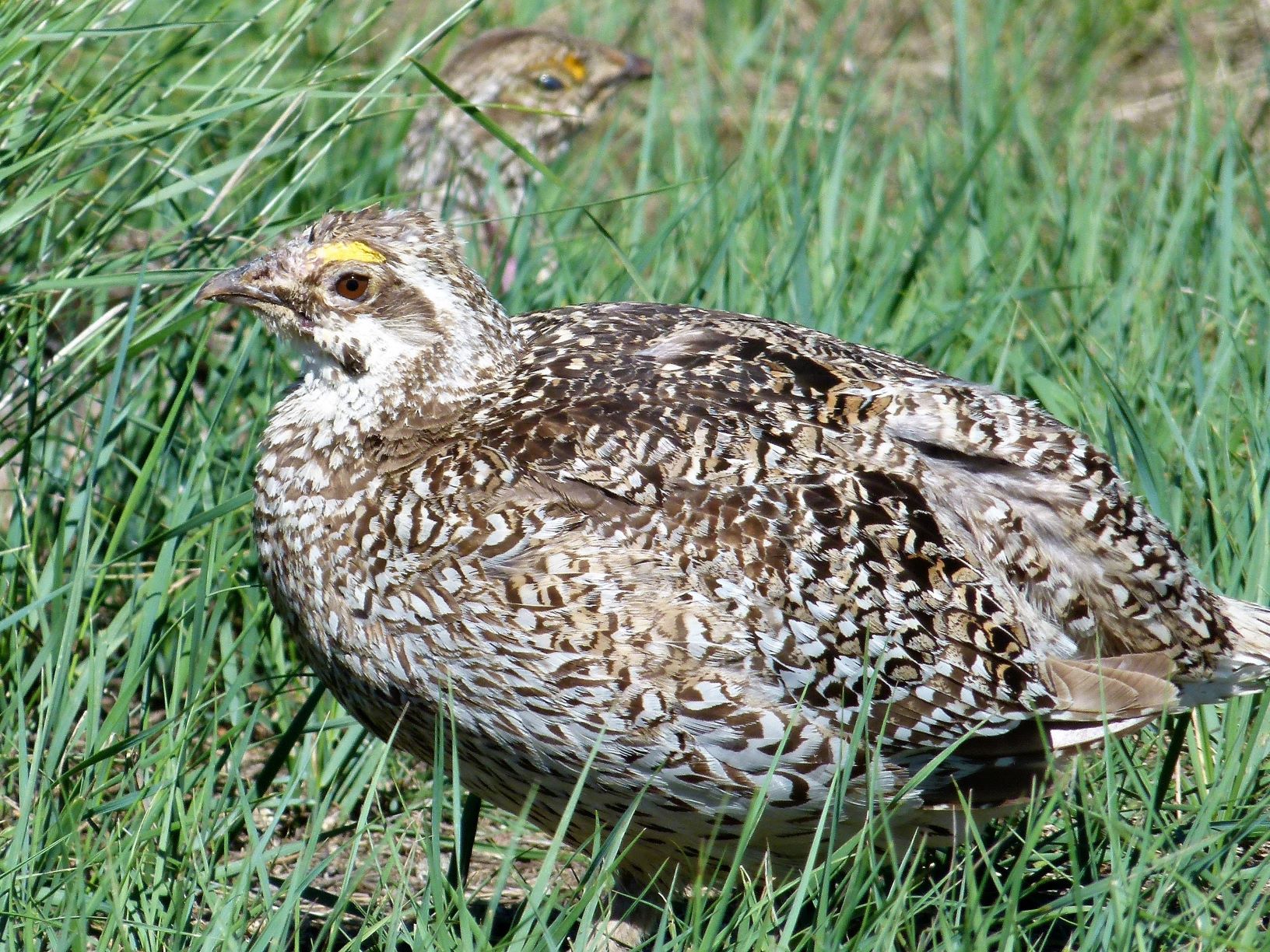 Confederate Bird No More! – Conservation Catalyst