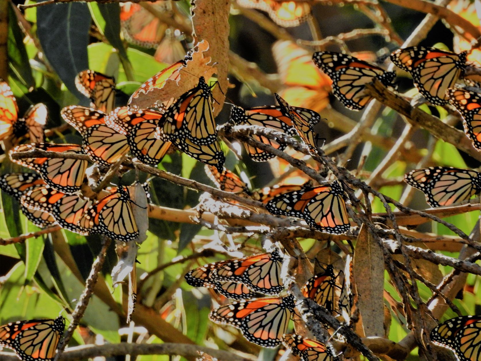 Blog – Conservation Catalyst