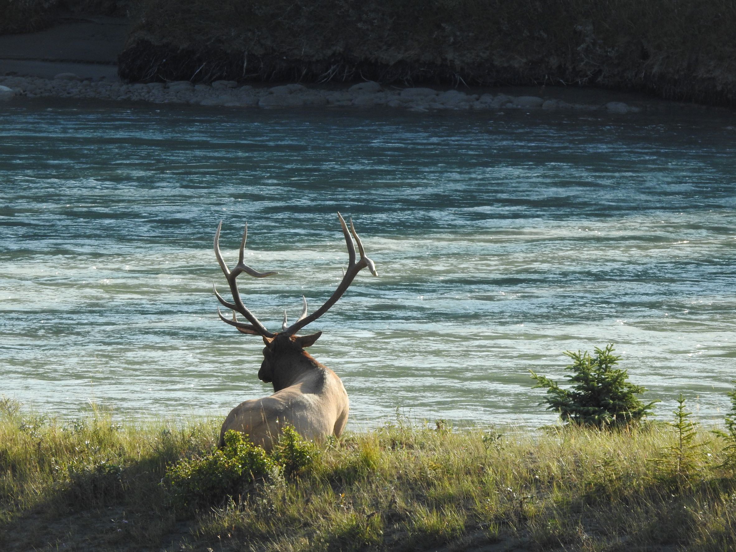 World-Class Parks Showcase Canadian Rockies – Conservation Catalyst