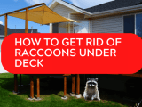 How To Get Rid Of Raccoons Under Deck Construction How