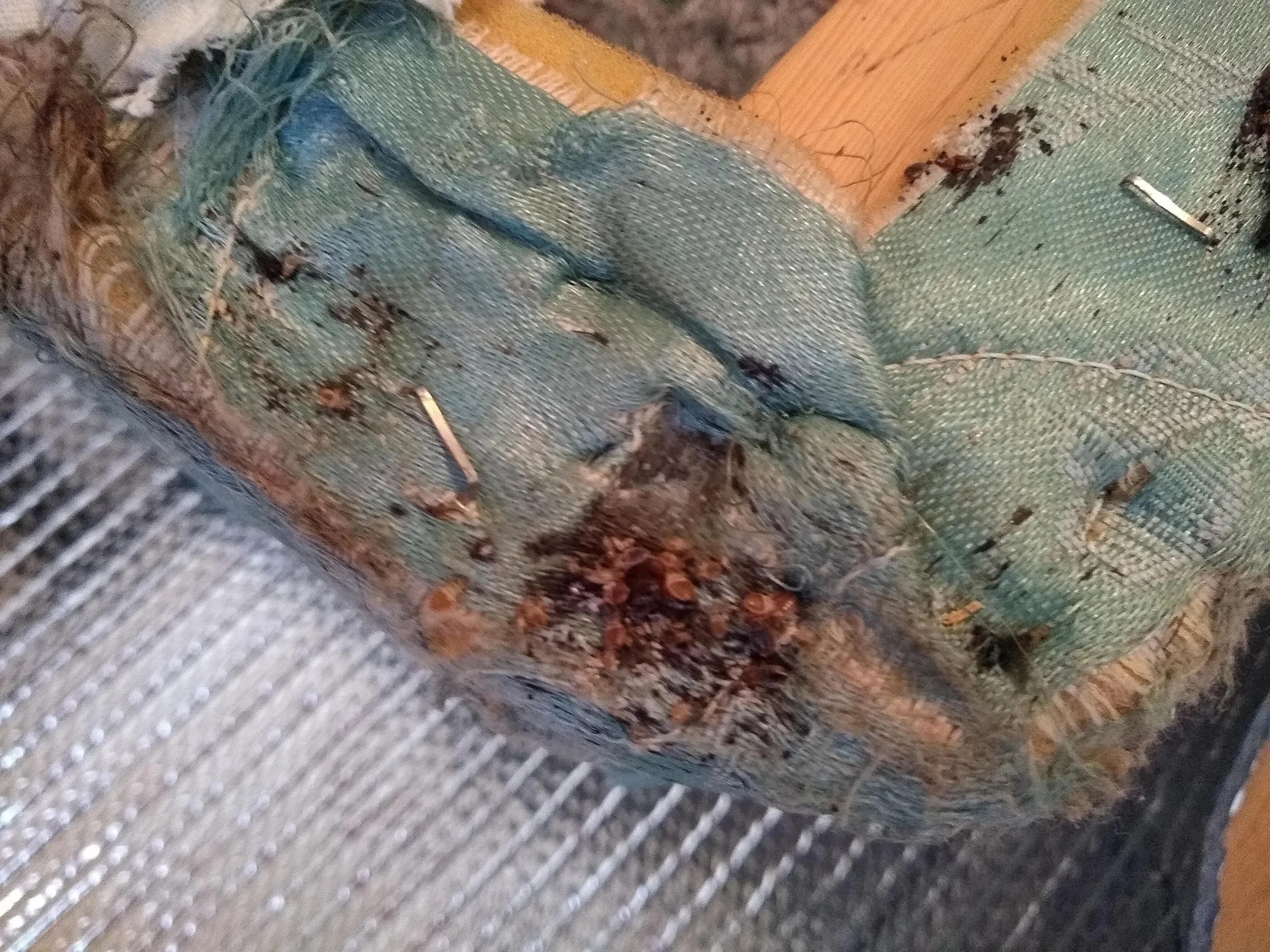 Bedbug Control 11 Steps Instructables