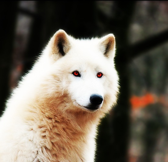 Cor Leonis Regulus | Ohitika - Pack Life