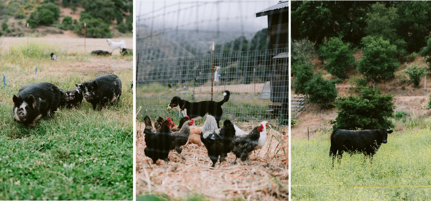 Farm Animals - Cosecha Farming