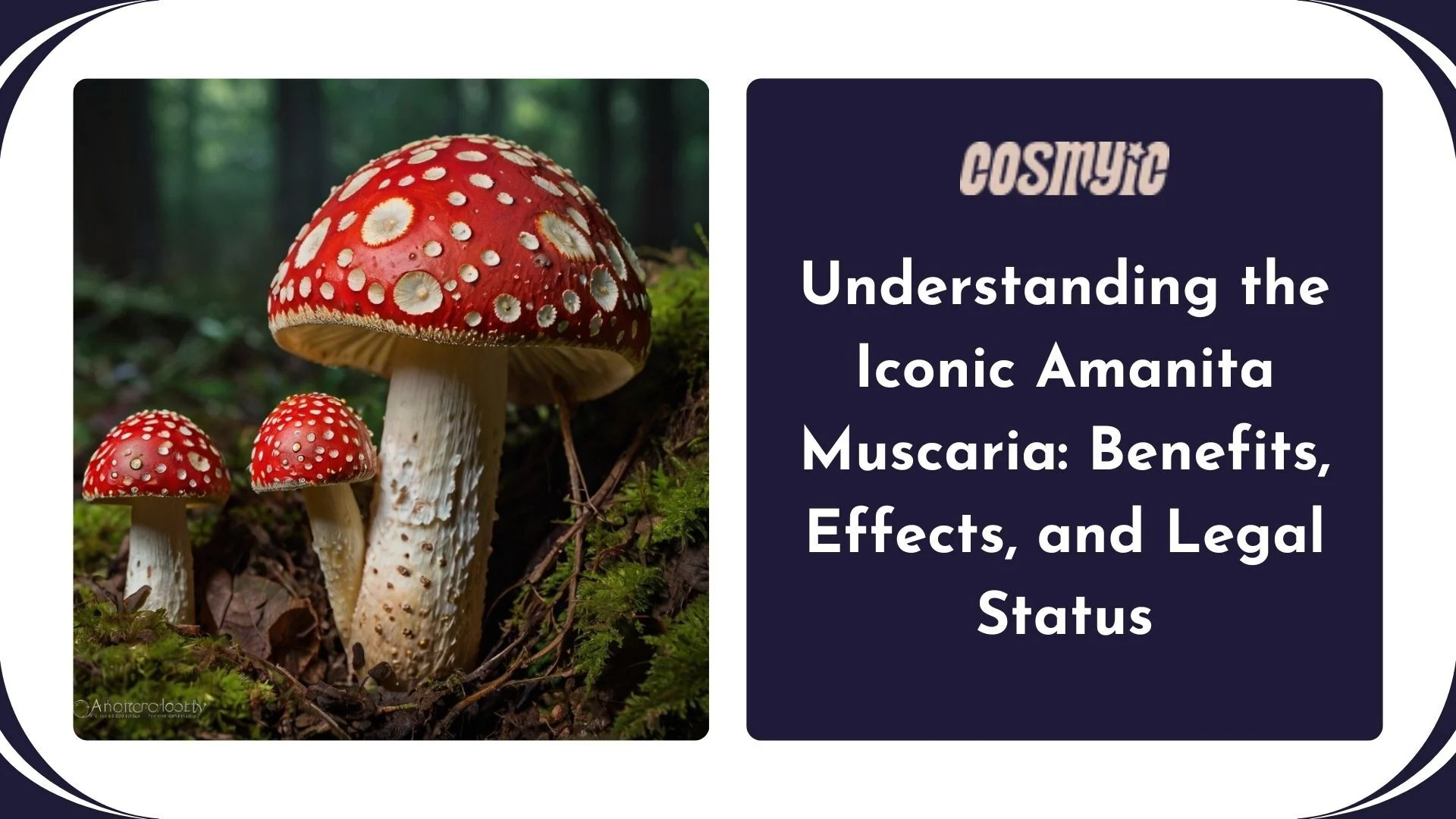 Understanding Amanita Muscaria Benefits Effects And Legality Cosmyic