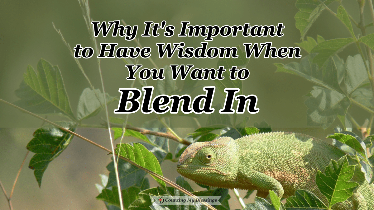 Why It's Important to Have Wisdom When You Want to Blend In - Counting ...