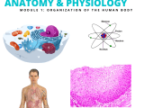 Anatomy Physiology Module 1 A Me Courses