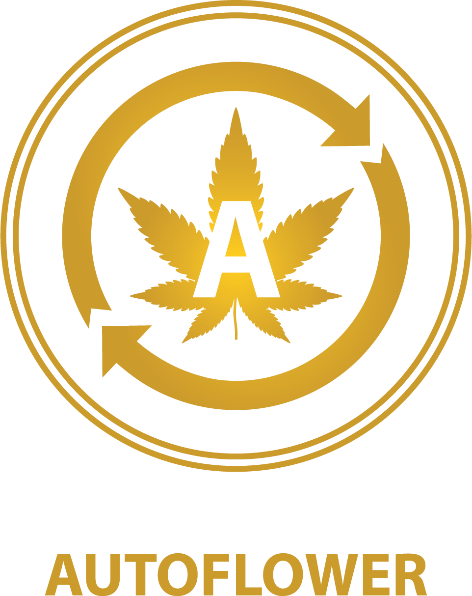 Autoflower frø; 10 facts om Lowryder frø. - Copenhagen Seed Company