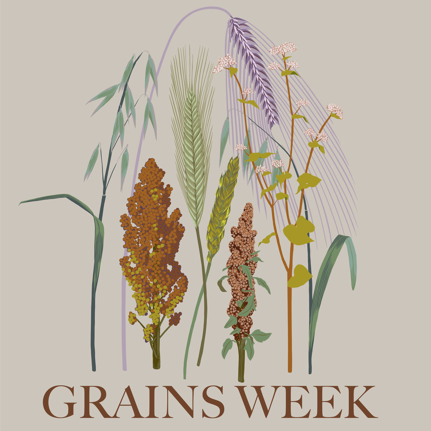 GRAINS WEEK – Craft Maltsters Guild