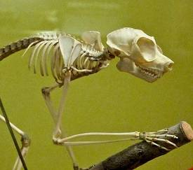 Adorable loris videos: maimed, tortured, dying endangered trafficked ...