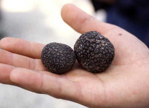 Mi Piaci Still Has What It Takes After All These Years - cravedfw