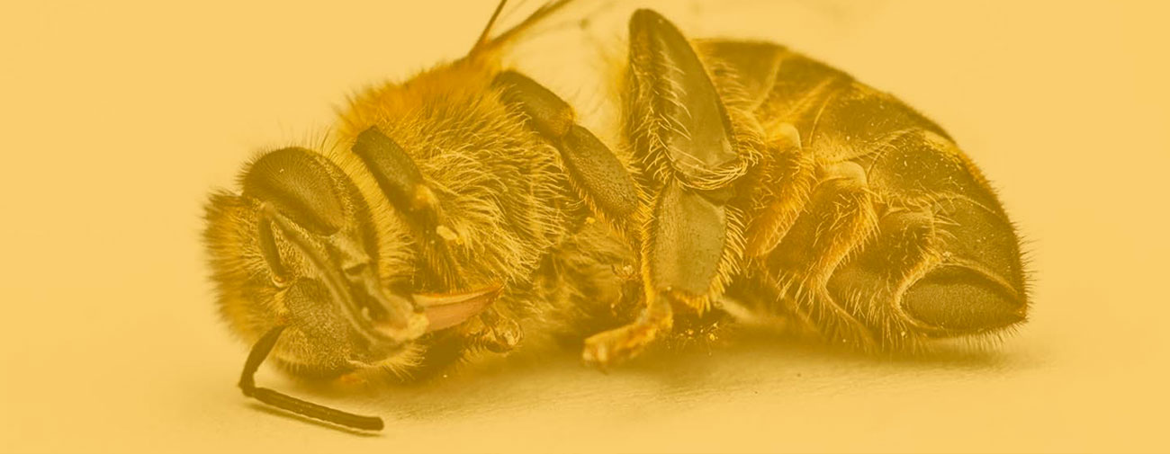 La abeja silvestre mexicana en peligro de extinción – CR Comunicación
