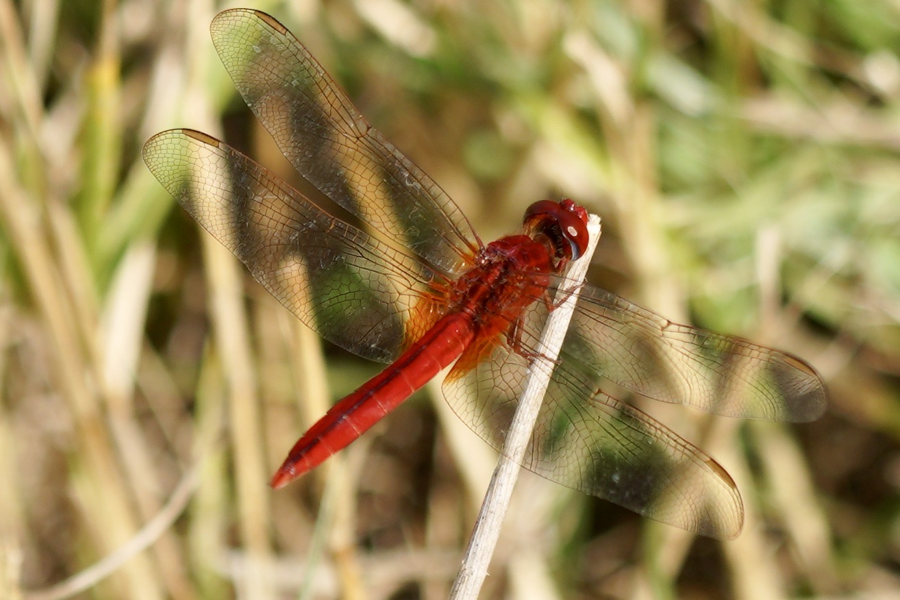 History of Flint Pen Strand: Part One » CREW Land & Water Trust