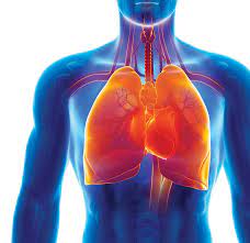 Respiratory Physiology - Critical Care Collaborative