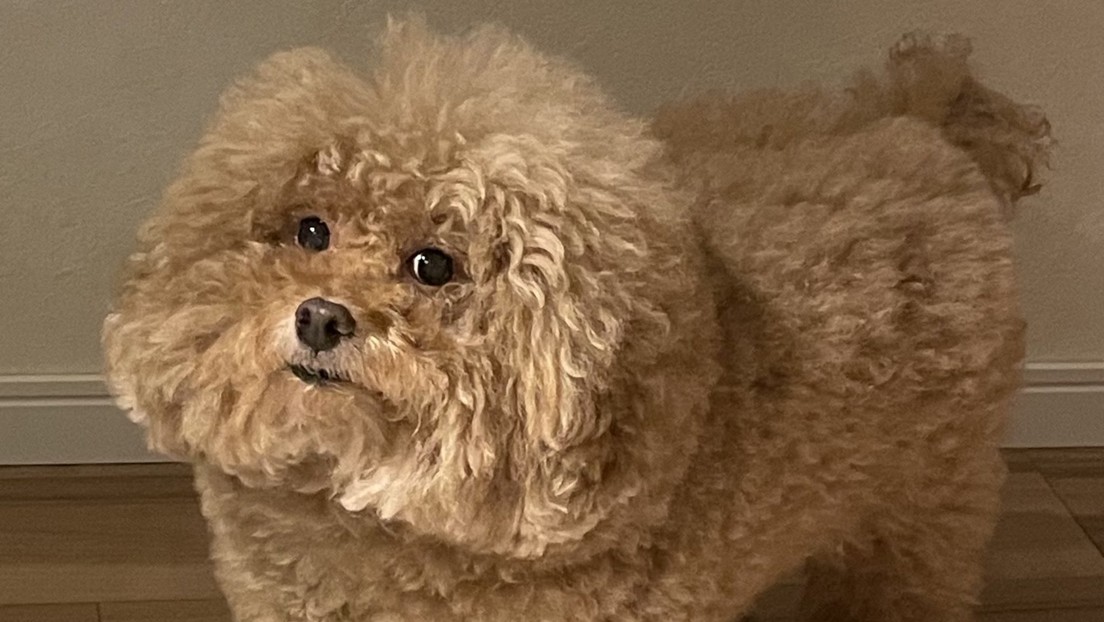 FOTO | Un perro triunfa en Twitter por su parecido con los personajes ...