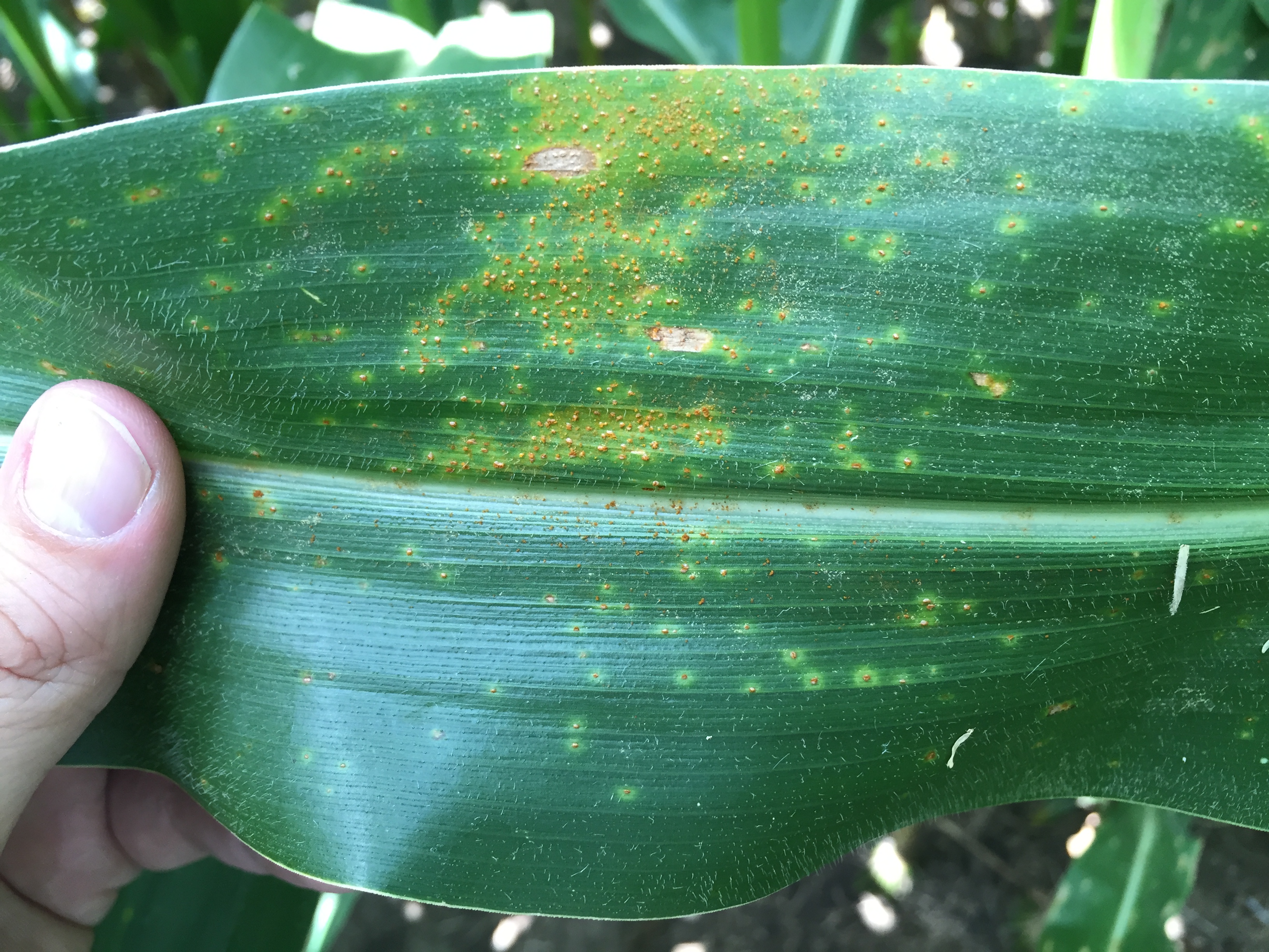 Southern Rust of Corn in Cuming, Dodge and Washington Counties