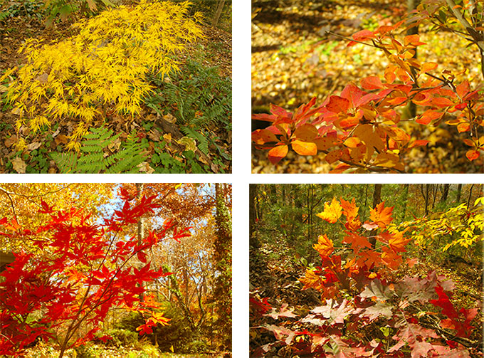 Early Colors Of Autumn