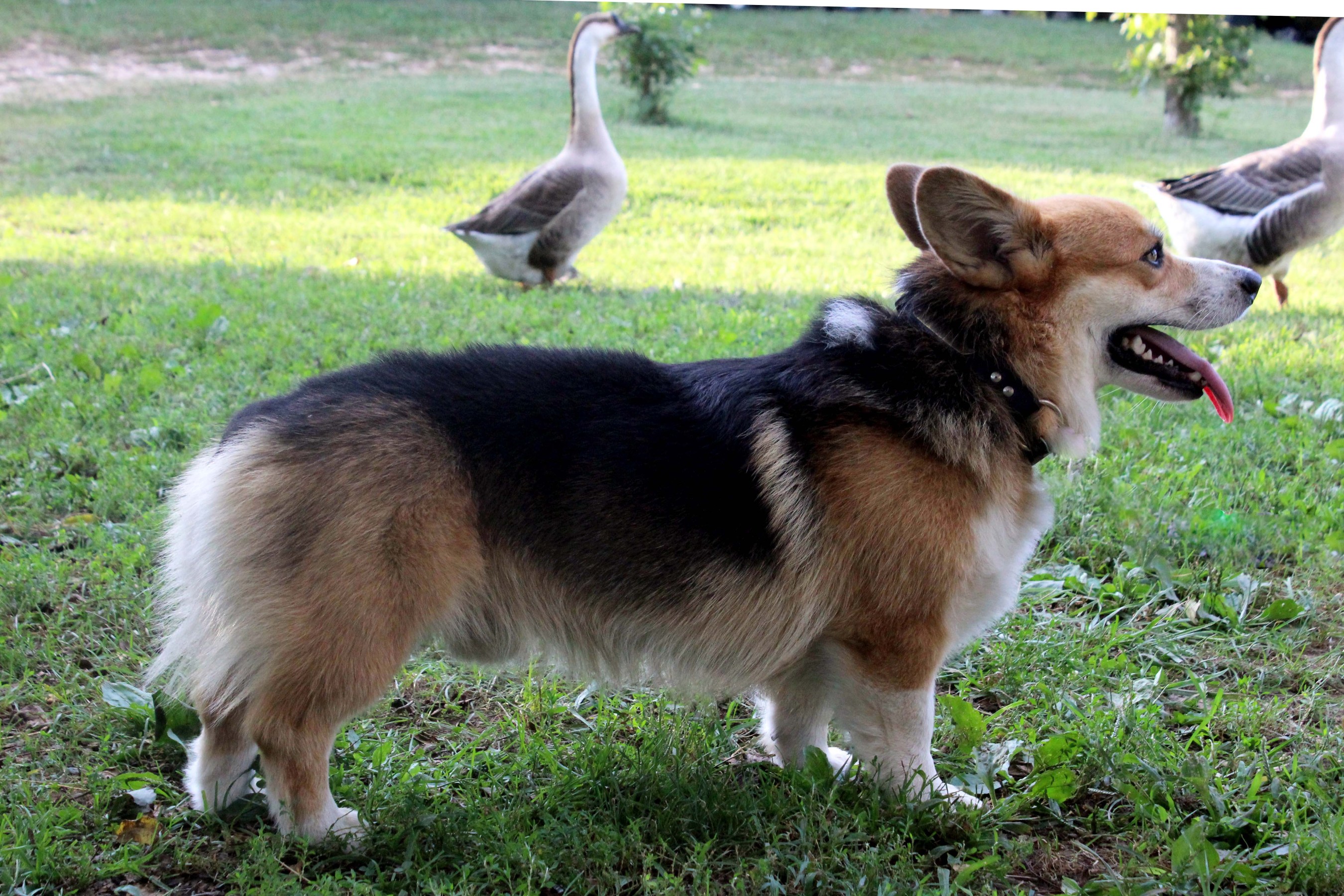 Our Corgis – Cross D Ranch
