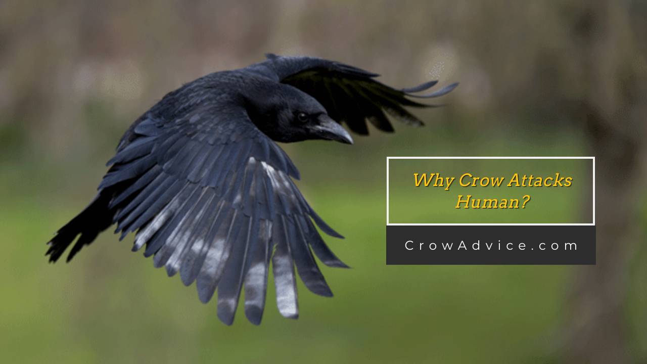 Crow Attack Human- 7 Alarming Reasons