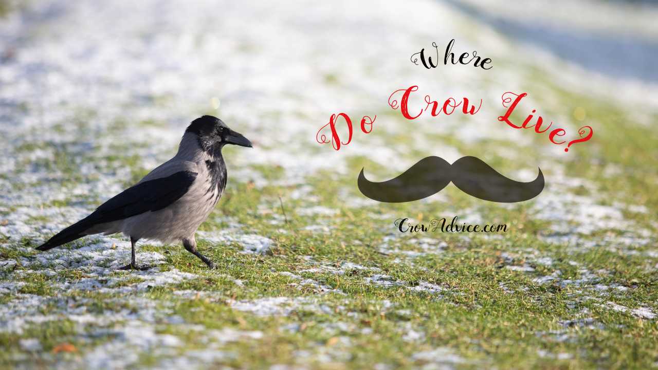 Where Do Crow Live? 6 Fun Facts Of Crow Living Place
