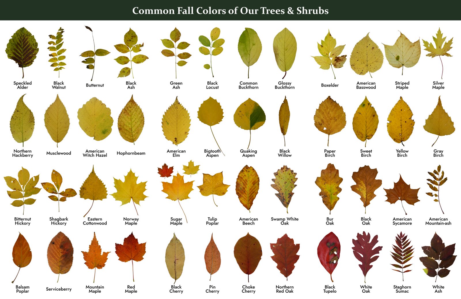 Fall Foliage Guide | Crow's Path
