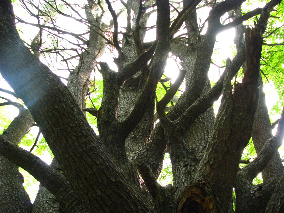 Wolf Trees | Crow's Path