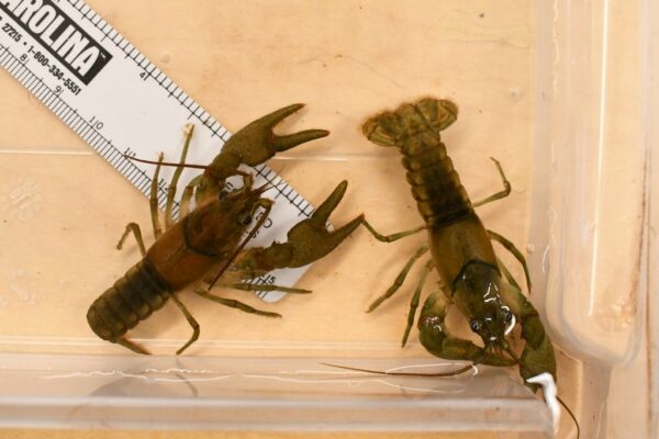 Species profile: Northern Clearwater Crayfish | Crow's Path