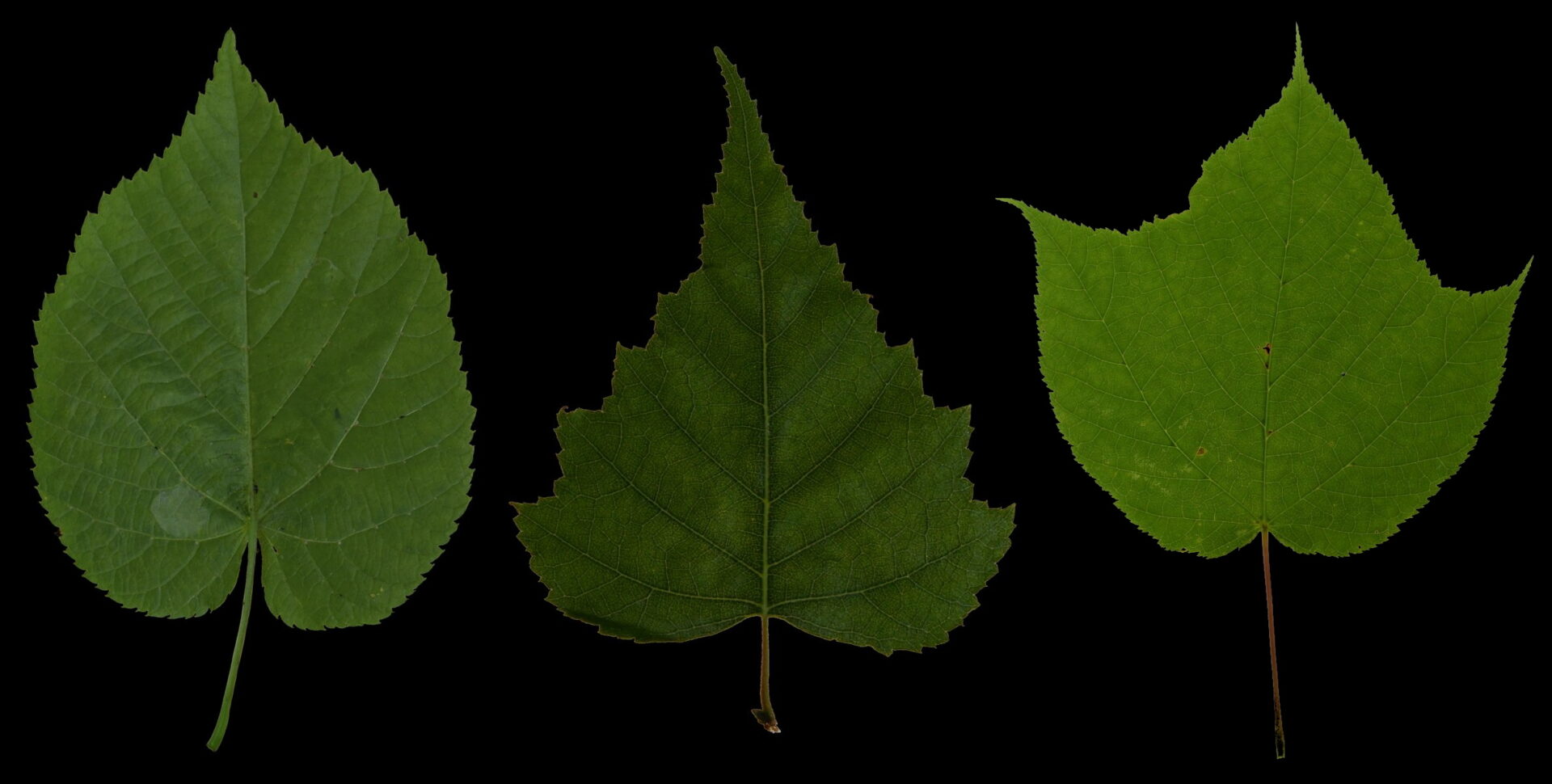 Drip Tips | Crow's Path