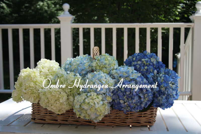Ombré Hydrangea Flowers - Connecticut in Style