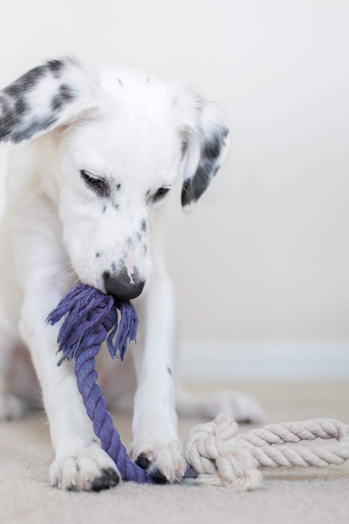 DIY All Natural Rope Toy for your Precious Pup | ctrl + curate
