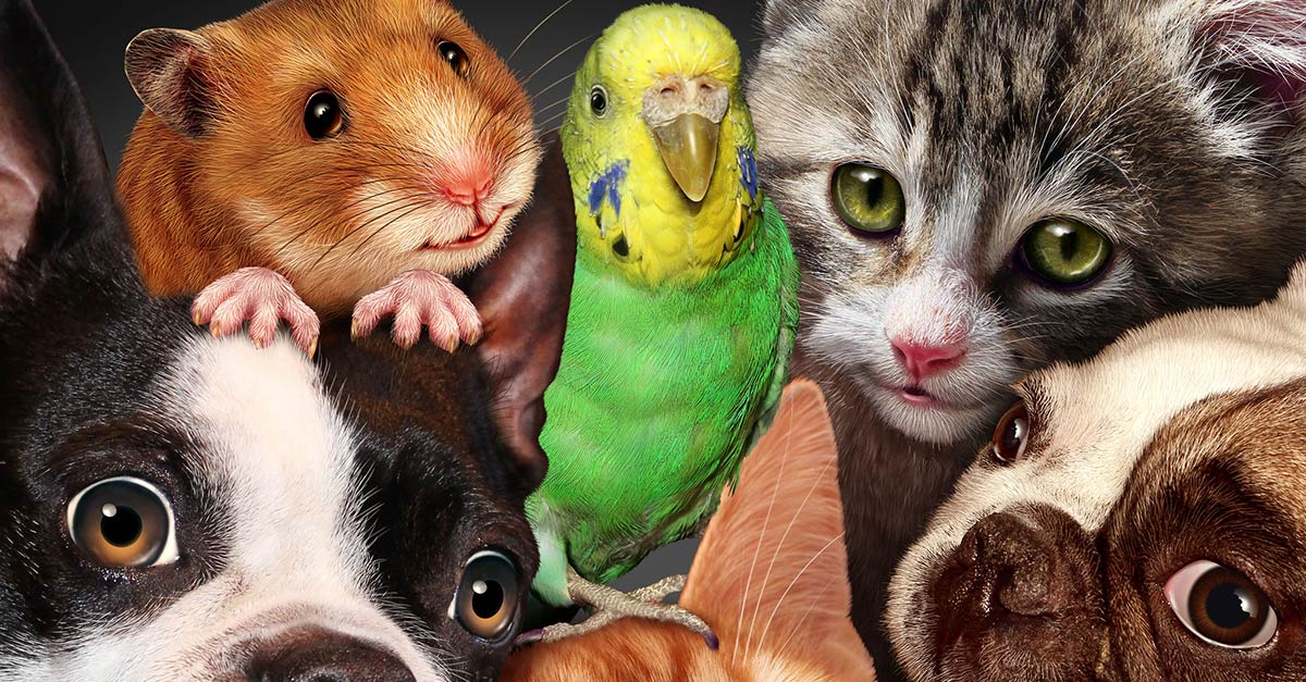 Animal Aromatherapy 101
