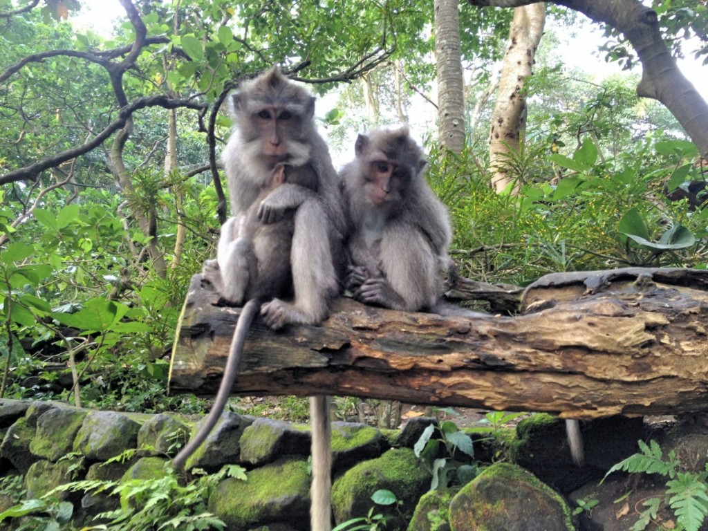 The Sacred Monkey Forest - Curious Plan