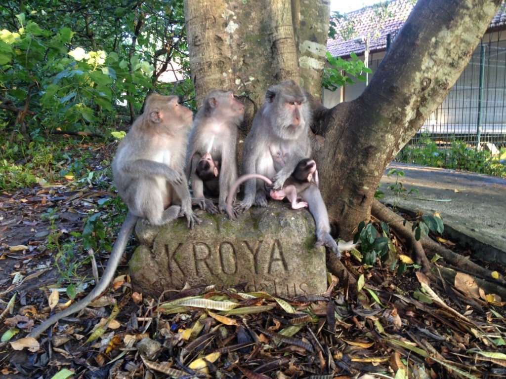 The Sacred Monkey Forest - Curious Plan